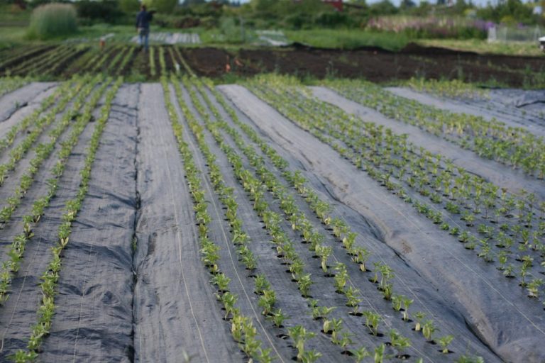 All You Need to Know About Garden & Landscaping Mulch | Fra-Dor Tips
